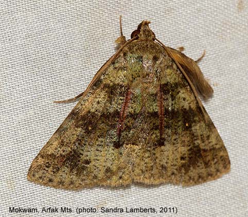 Papua Insects Foundation (Lepidoptera/Erebidae (Erebinae, Cocytiini ...